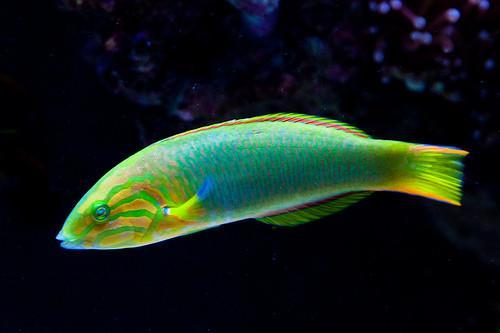 Green Wrasse Fish